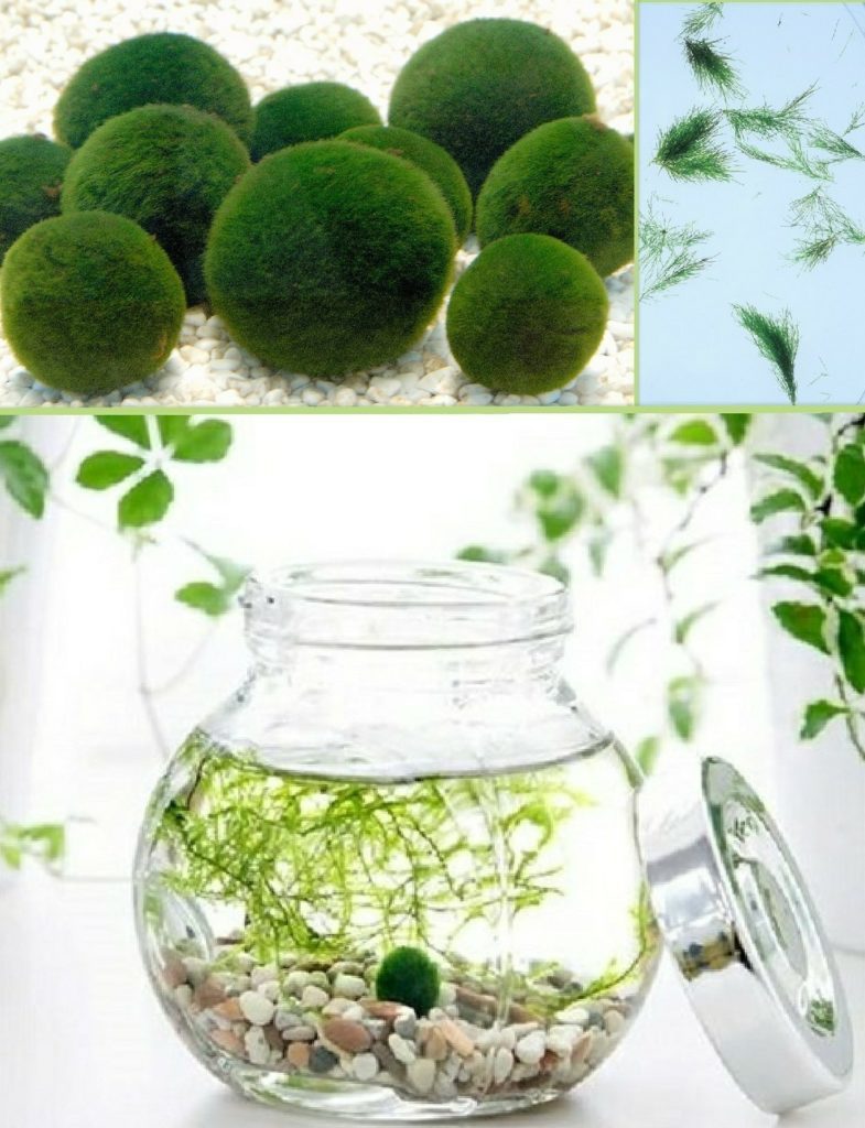 Learn Japanese fast! Best teacher, Great School - Marimo マリモ